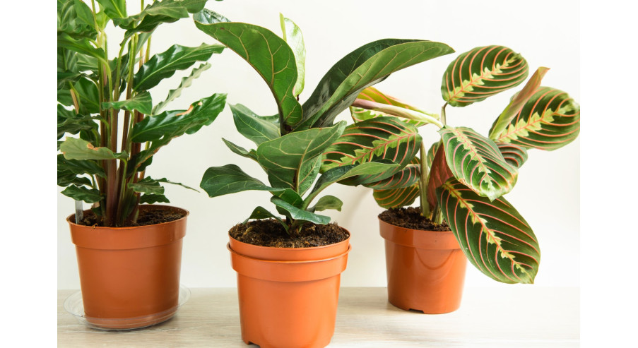 Kalatea (Calathea) w domu – jak o nią zadbać?