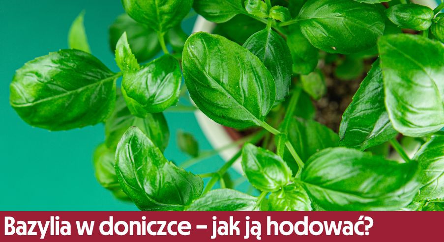 Bazylia w doniczce – jak hodować ją w domu?